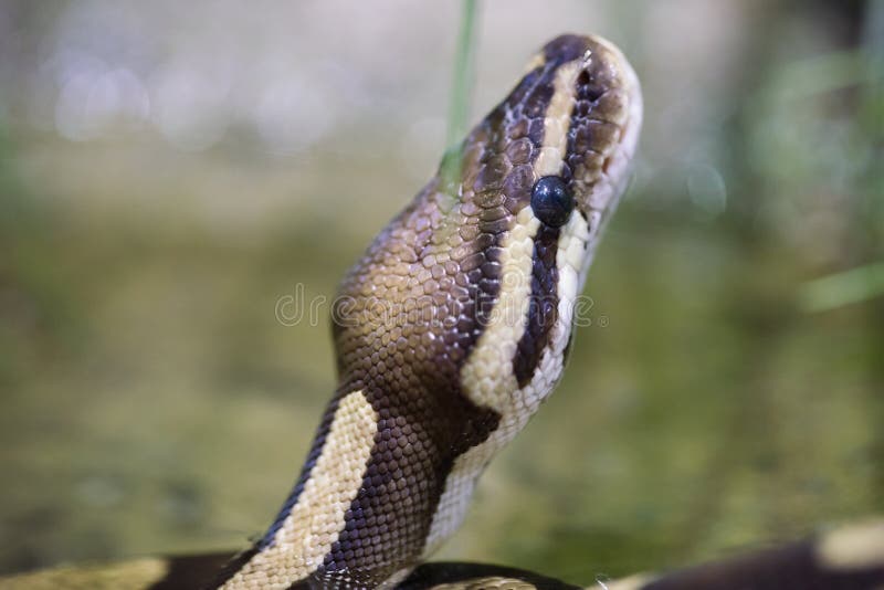 Cobra Snake Head Side View Stock Photos - Free & Royalty-Free Stock ...