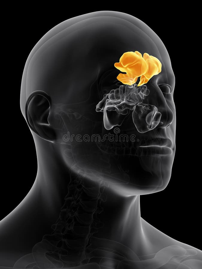 The frontal sinus stock illustration. Illustration of medically - 57843084