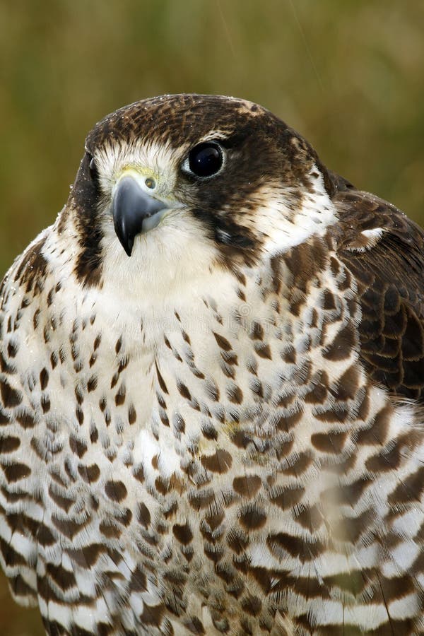 Frontal Study of a Peri/Saker Falcon Stock Photo - Image of bred ...