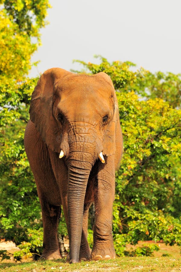Frontal View of an Elephant (Vertical) Stock Photo - Image of face ...