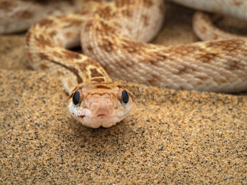 Frontal View of the Head of a Red-spotted Royal Snake from Jaisalmer ...