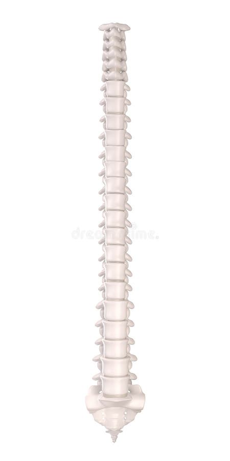 Frontal View Human Spine with Anatomical Details. Isolated on White ...