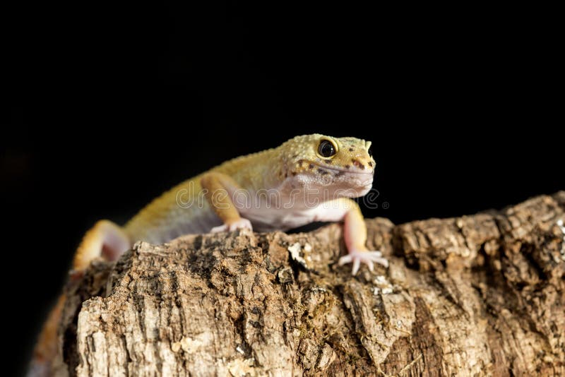 Frontal View a Leopard Gecko on a Tree Trunk Stock Image - Image of ...