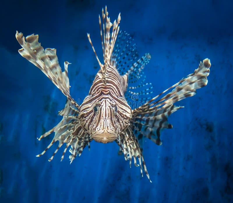 Front view of a Lion fish stock image. Image of organism - 16385153
