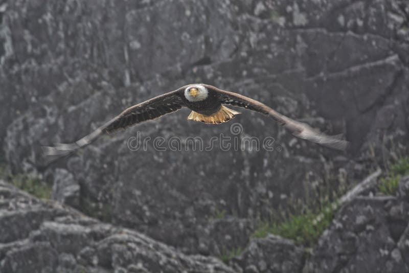 Eagle Flying Towards Camera Stock Photos - Free & Royalty-Free Stock ...
