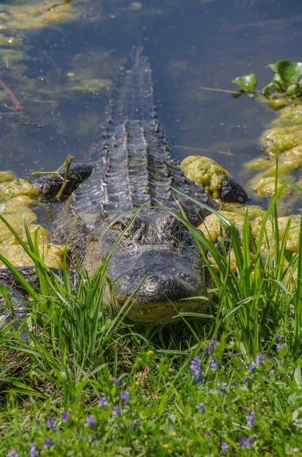 A Frontal View of a Resting Alligator at Brazos Bend State Park in ...