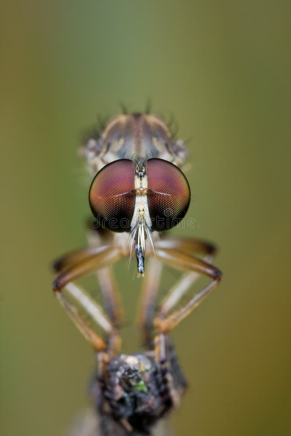 Robber fly face to face stock photo. Image of park, macro - 13113124