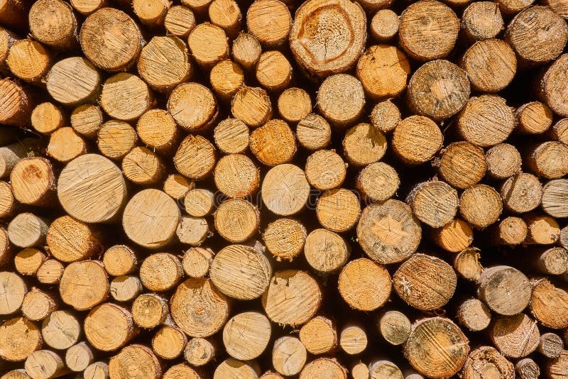 Frontal View of Stacked Cut Logs, As Background, Pattern or Texture ...