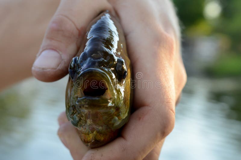 Frontal View of Sunfish stock image. Image of panfish - 117754659