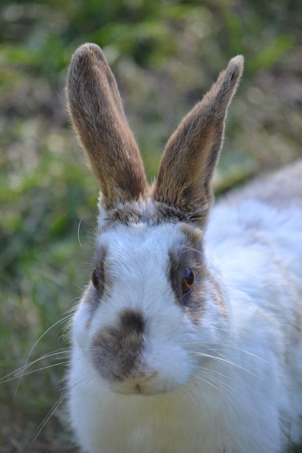 Frontal Portrait of a White and Brown Rabbit Stock Photo - Image of ...