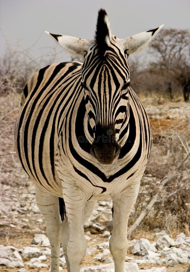 Frontal view of zebra stock photo. Image of wildlife - 23599294