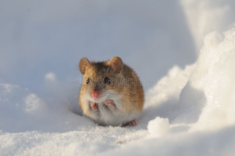 Frontale Mening Van De Wintermuis in Sneeuw Stock Foto - Image of muis ...