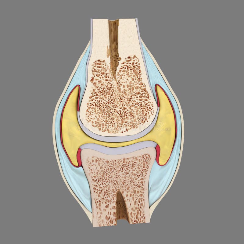Frontale Doorsnede Door Schoudergewricht Vector Illustratie ...