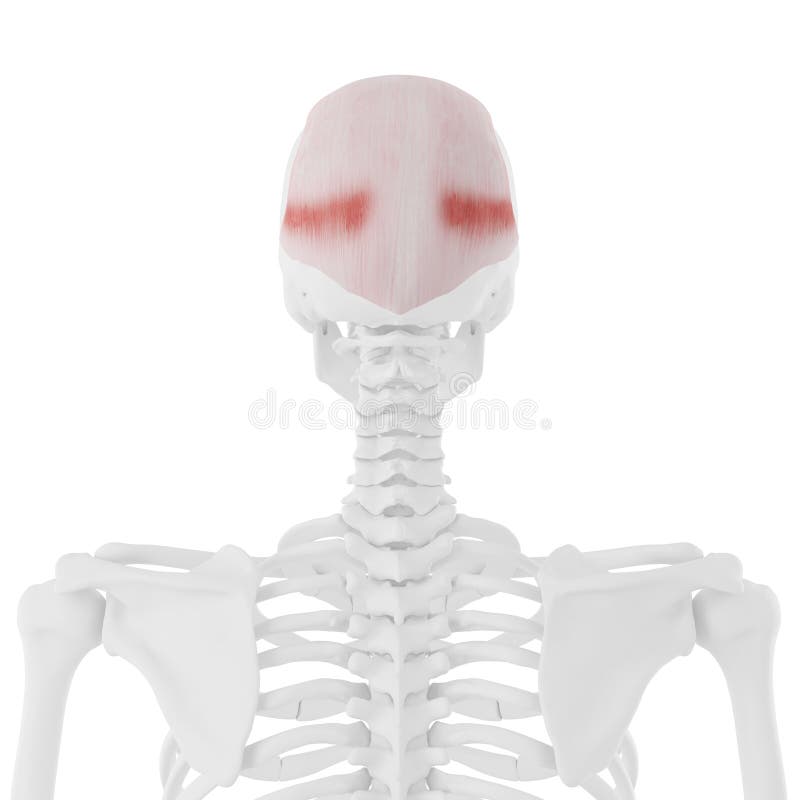 Skull with Frontalis Muscles (forehead) Stock Illustration ...