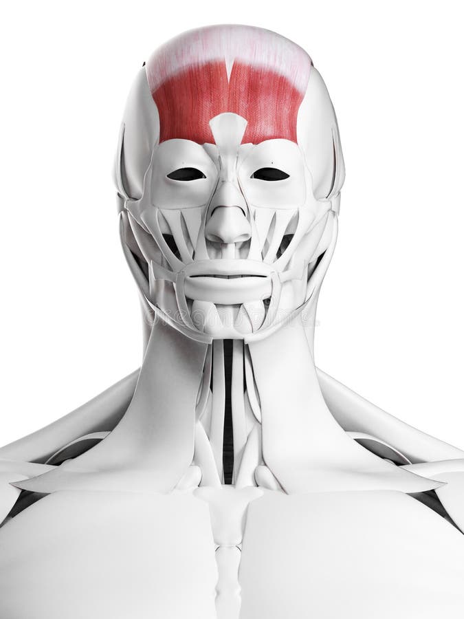 The frontalis stock illustration. Illustration of biology - 57548165