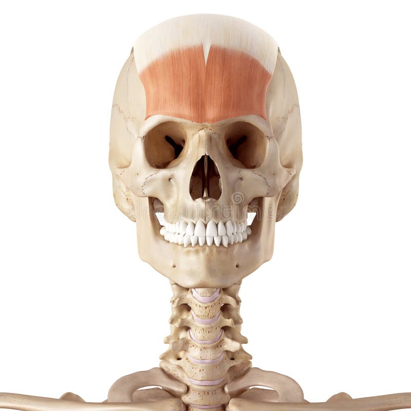 Skull with Frontalis Muscles (forehead) Stock Illustration ...