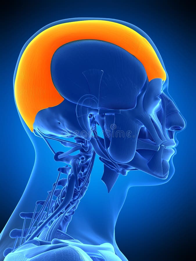 The frontalis stock illustration. Illustration of science - 45575520