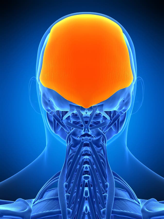 The frontalis muscle stock illustration. Illustration of black - 34164981