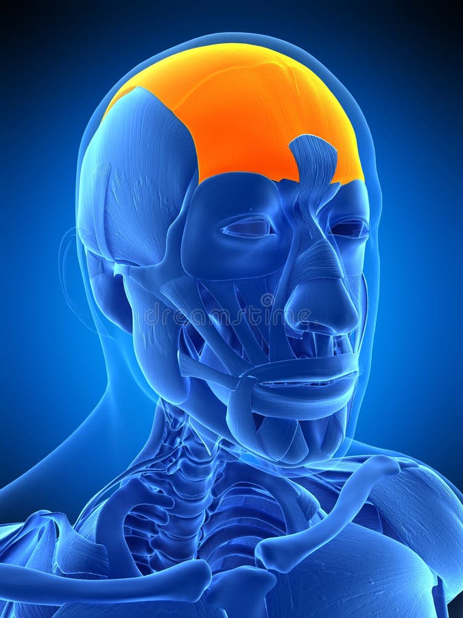 Skull with Frontalis Muscles (forehead) Stock Illustration ...