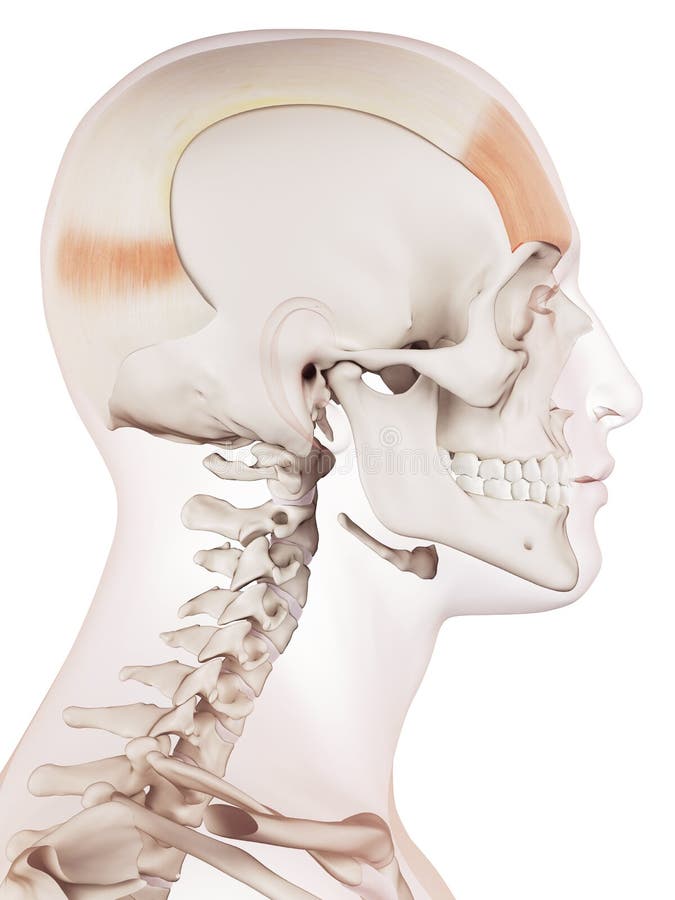 The frontalis muscle stock illustration. Illustration of black - 34164981