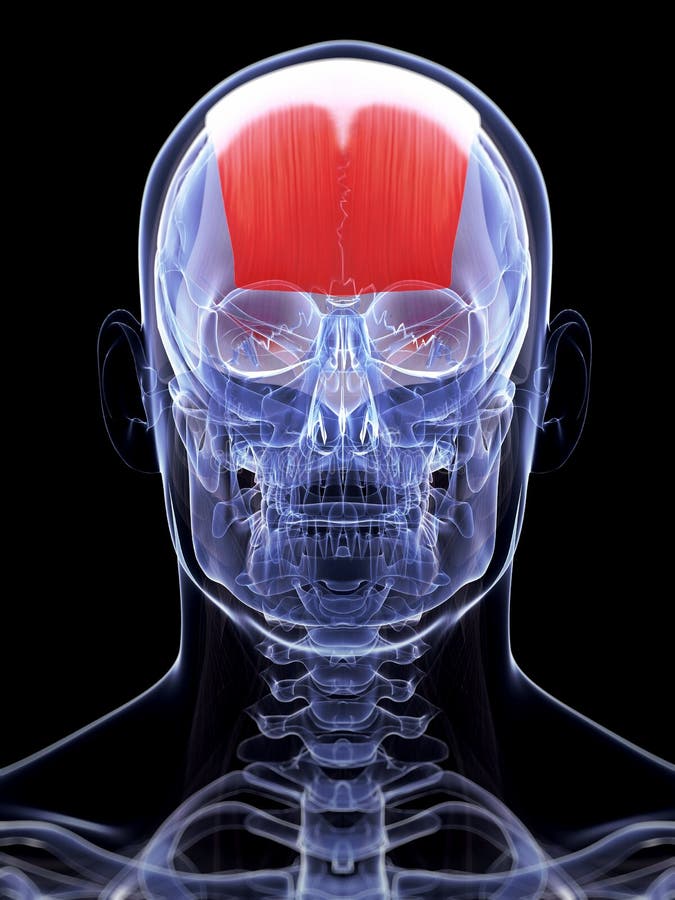 The frontalis muscle stock illustration. Illustration of frontalis ...