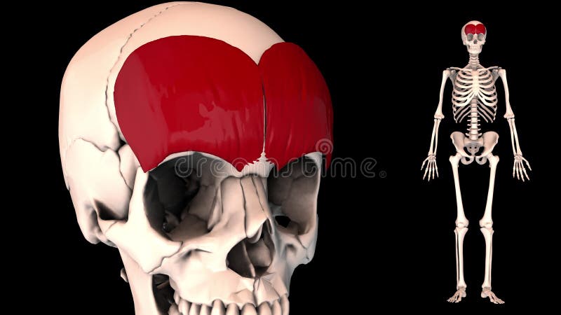 Frontalis - Real Color - 3D Model Stock Video - Video of brachii ...