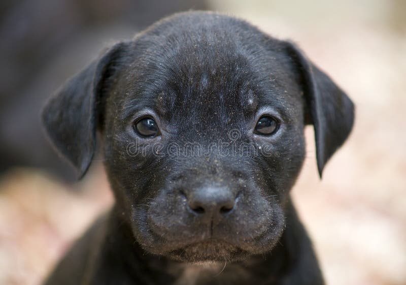 Faccia Di Cucciolo Di Pitbull Fotografia Stock - Immagine di cane, nero ...