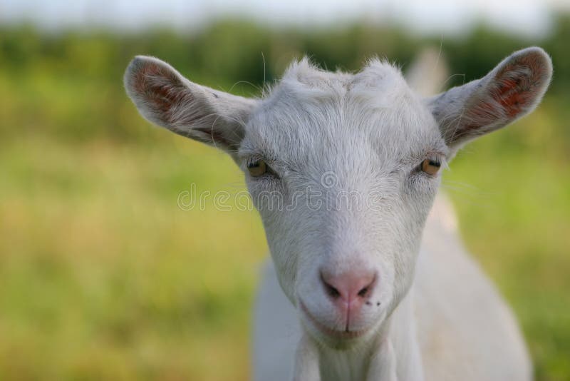Faccia di capra immagine stock. Immagine di latte, sole - 2263615