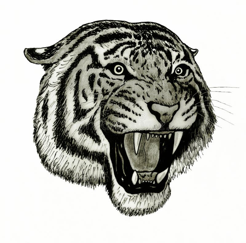 Faccia Di Tigre Che Ruggisce Illustrazione di Stock - Illustrazione di ...
