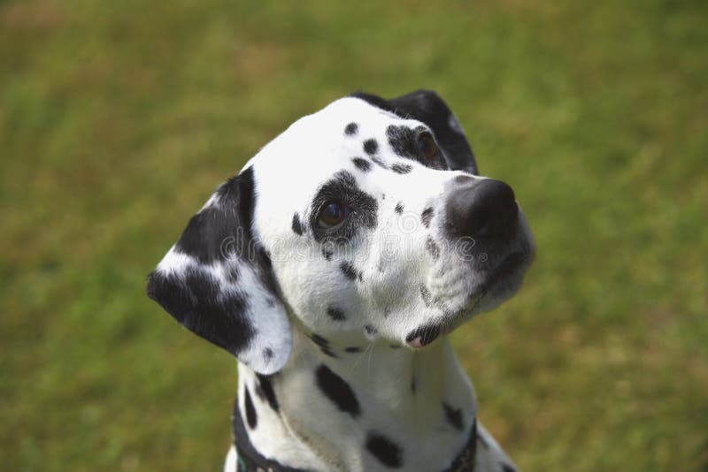 Fronte di un cane dalmata fotografia stock. Immagine di razza - 39431684