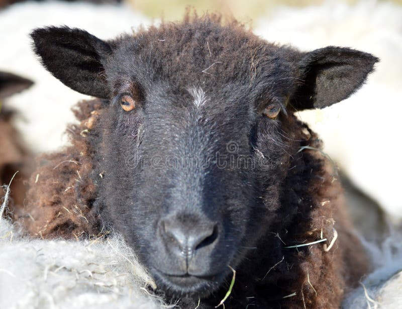 Fronte di una pecora nera immagine stock. Immagine di animali - 29587043