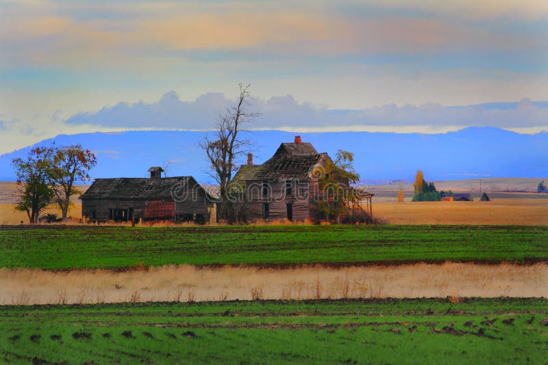 Frontier Farmhouse in Wheat Field Stock Image - Image of deserted ...