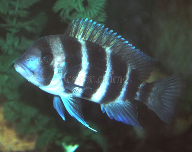 Frontosa stock image. Image of fins, ciclid, deep, mbuna - 13933331