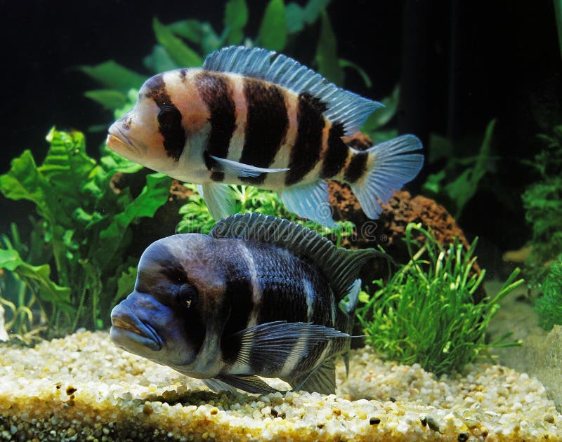 Frontosa Cichlid, Cyphotilapia Frontosa Stock Image - Image of fish ...