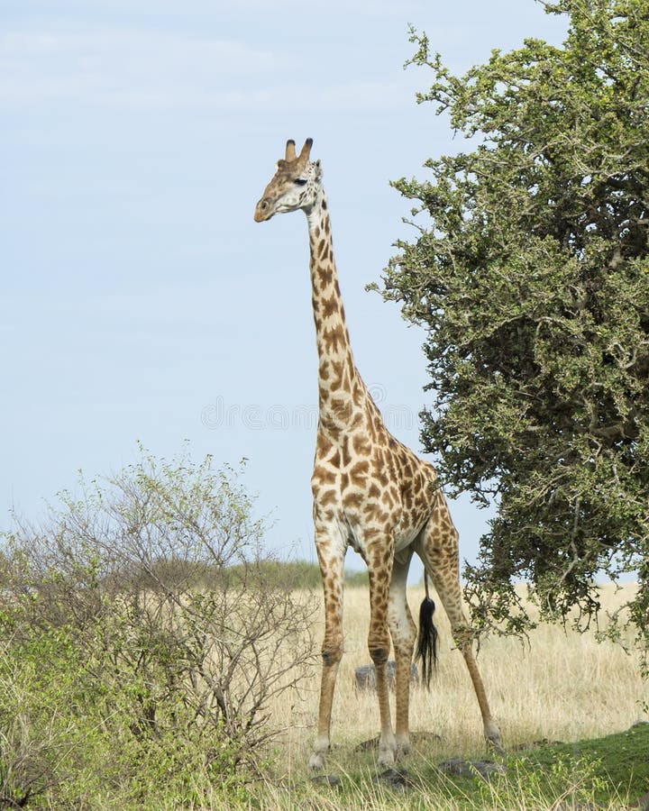 Single Giraffe Walking in the Serengeti Stock Photo - Image of ...