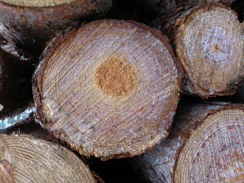 Frontview of a Stack of Treelogs Stock Photo - Image of annual ...