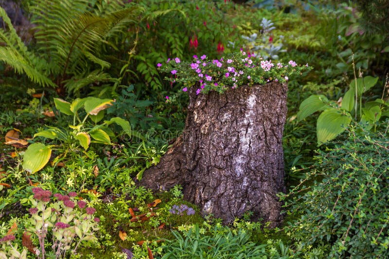 Fronyard Backyard Flower Bed in a Tree Stump Closeup Stock Photo ...