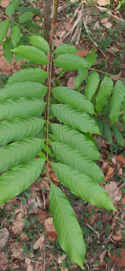 Froot Tree Leaf.. Its Showing a Good Climate Stock Photo - Image of ...