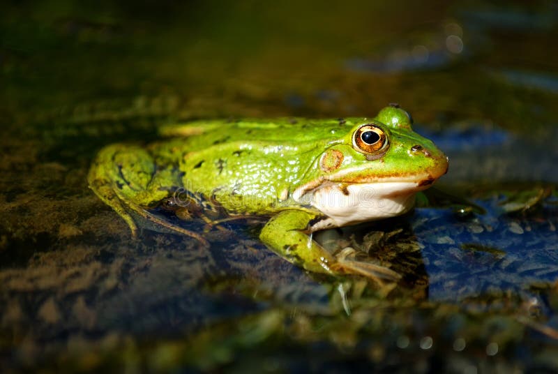 Frosch stockfoto. Bild von tier, hintergrund, biologie - 12867100