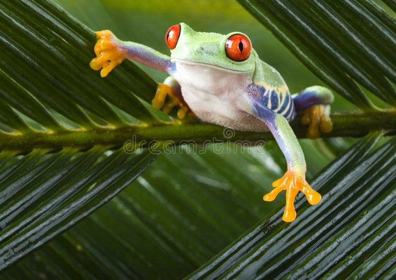 Frosch stockbild. Bild von frosch - 1940427