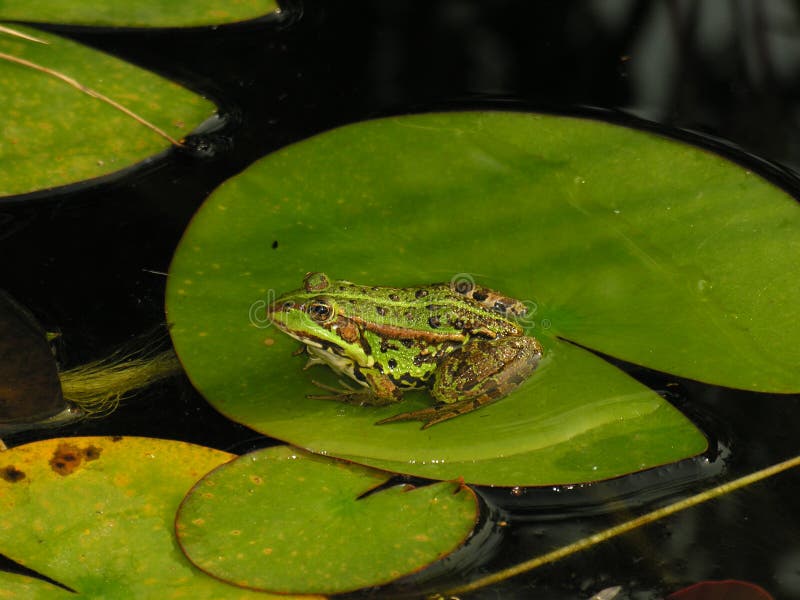 Frosch stockbild. Bild von sprung, sumpf, hopfen, grün - 223117