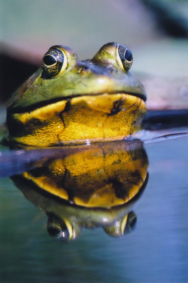 Frosch stockfoto. Bild von sommerzeit, frosch, spiegel - 266774
