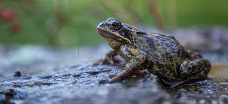 Frosch, Tier, Klein, Kröte, Wild Lebende Tiere, Nett, Füße, Klebrig ...