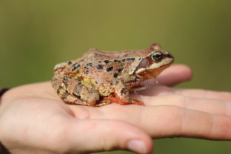 Frosch stockfoto. Bild von mädchen, jung, grün, hand - 45464098
