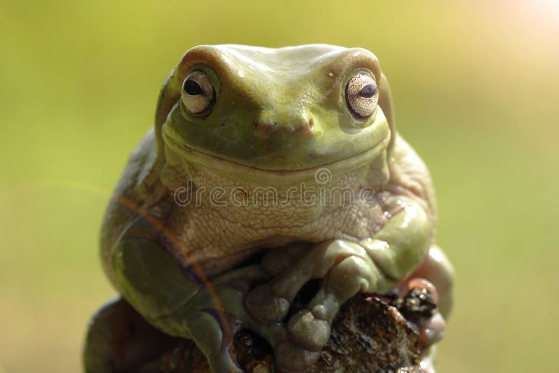 Frosch stockfoto. Bild von frosch, bevorzugt, lächeln - 51549900
