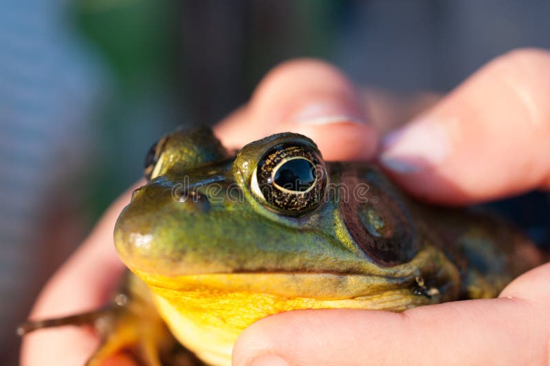 Frosch Einer Hand Stock Fotos - Freie & Royalty-Free Stock Fotos von ...