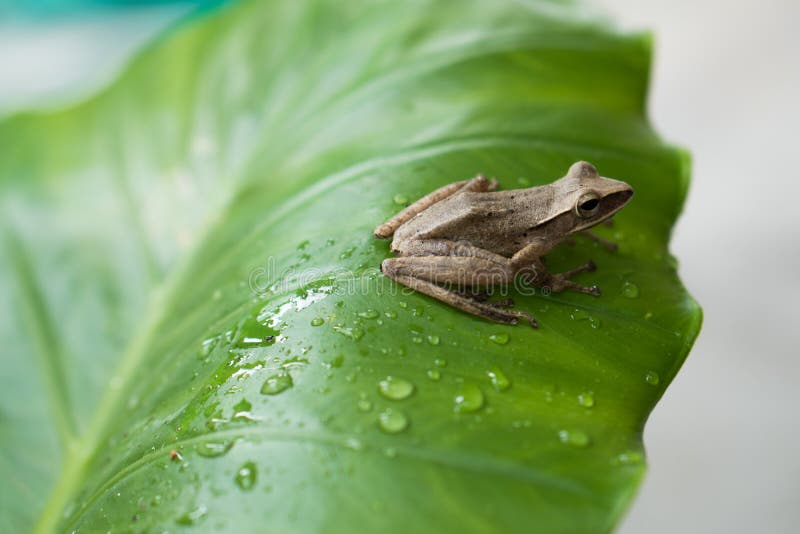 Regenfrosch auf Blatt stockfoto. Bild von regen, blatt - 115608244