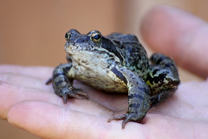 356 Auf Der Frosch Hand Fotos - Kostenlose und Royalty-Free Stock-Fotos ...