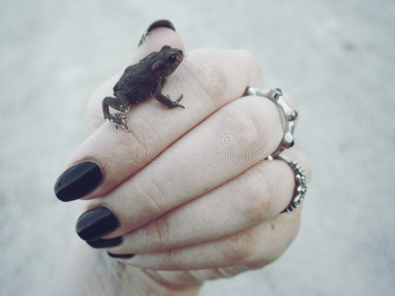 Frosch auf einer Hand stockbild. Bild von jung, sommer - 91582771