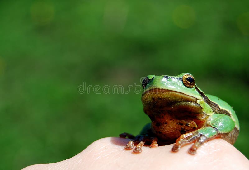 318 Frosch Einer Hand Fotos - Kostenlose und Royalty-Free Stock-Fotos ...